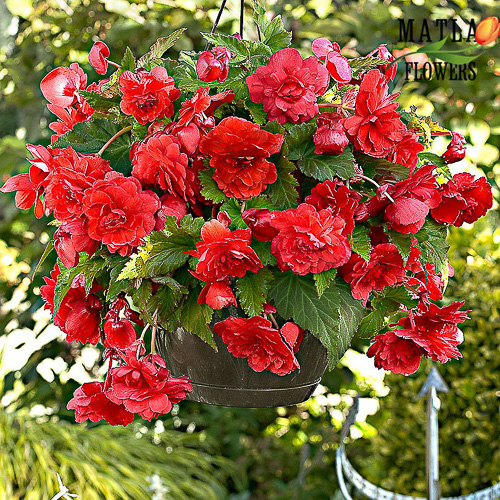 Бегония Cascade Scarlet • купить Бегония Cascade Scarlet по цене от 69. ...