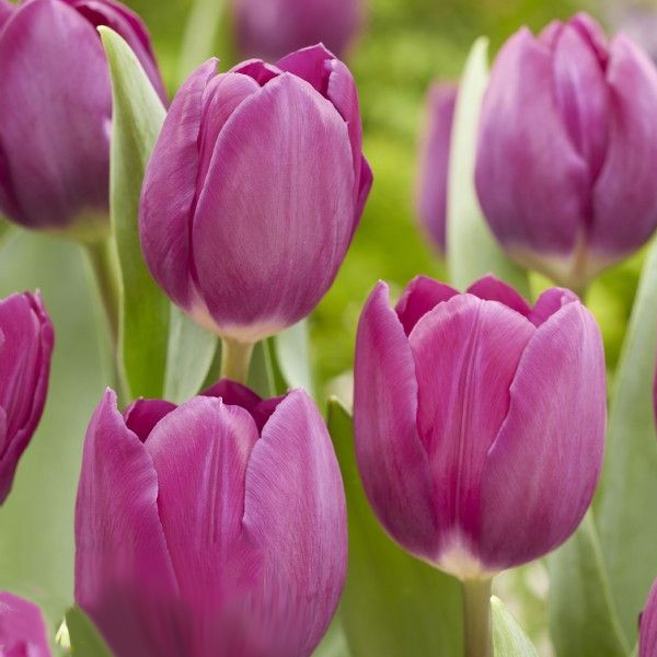 Тюльпан Roeska 12+ • купити Тюльпан Roeska 12+ за ціною від 19.24 грн ...