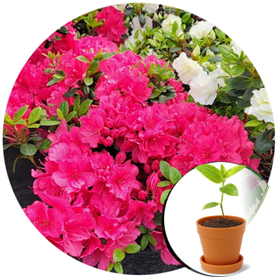 Азалія • купити Азалія недорого • ціни на Азалія в Україні | Інтернет ...