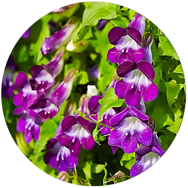 Насіння азаріни • купити Насіння азаріни недорого • ціни на Насіння ...