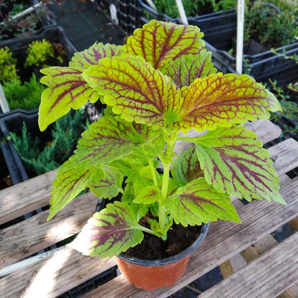 Колеус Coleosaurus • купити Колеус Coleosaurus за ціною від 39.99 грн ...