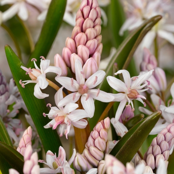 Пролисок Bifolia Rosea • купить Пролисок Bifolia Rosea по цене от 6.59 ...