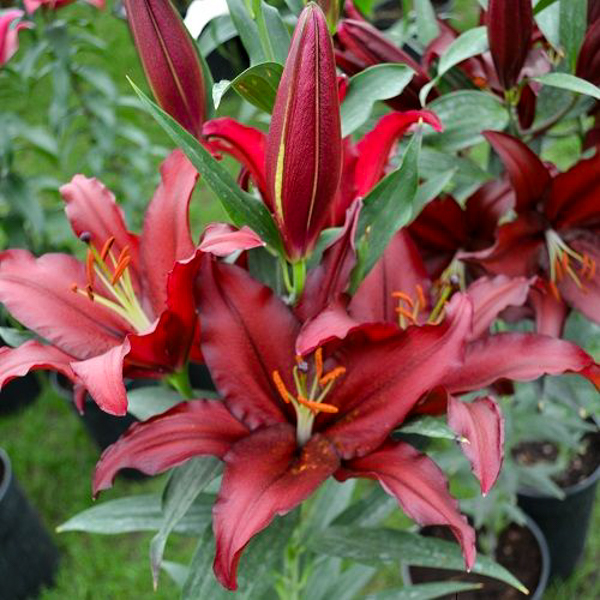 Лилия Firebolt • купить Лилия Firebolt по цене от 38.99 грн. в Украине