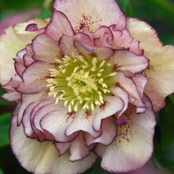 Купити Морозник Double Ellen Picotee в Україні в Matla Flowers