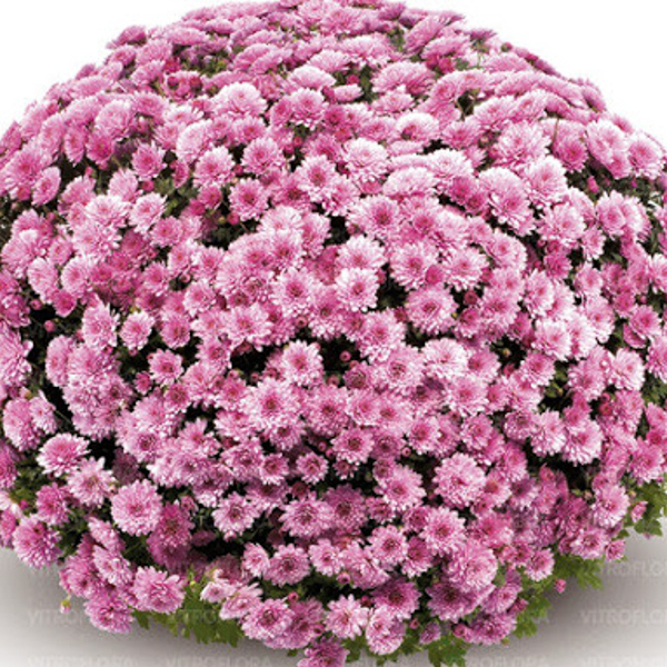Хризантема Josada Pink Dark • купить Хризантема Josada Pink Dark по ...