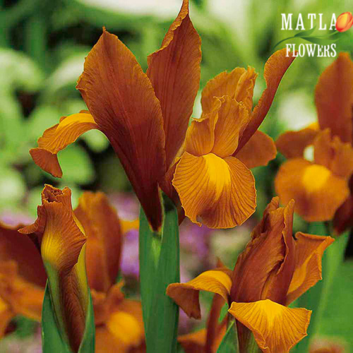Купити Ірис Hollandica Autumn Princess в Україні в Matla Flowers
