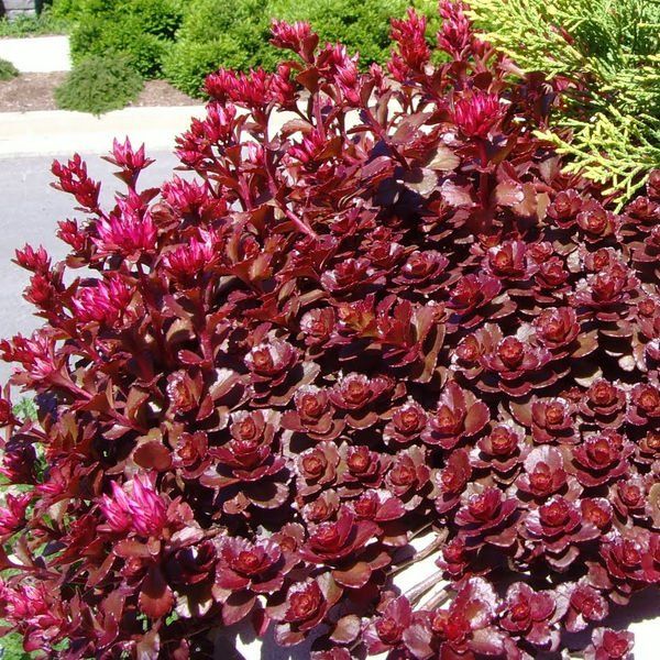 Седум спуріум Вуду 200 шт Проф.насіння • купити Седум спуріум Вуду 200 ...