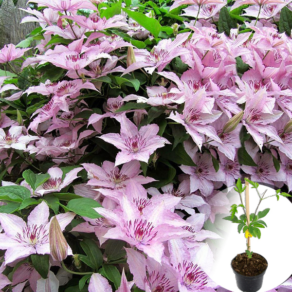 Купити клематіс Hagley Hybrid (Хеглі гібрид) в Україні в Matla Flowers