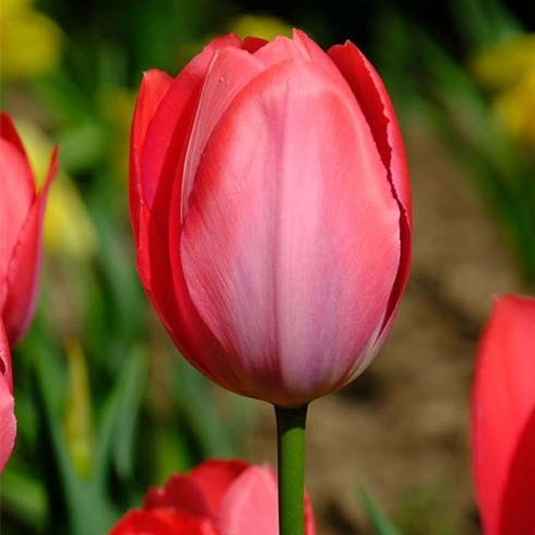 Тюльпани Red van Eijk (Ред ван Ейк) • купить Тюльпани Red van Eijk (Ред ...