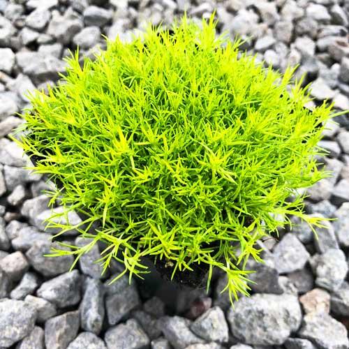 Мшанка шиловидна Lime Moss 0,5 л • купити Мшанка шиловидна Lime Moss 0 ...