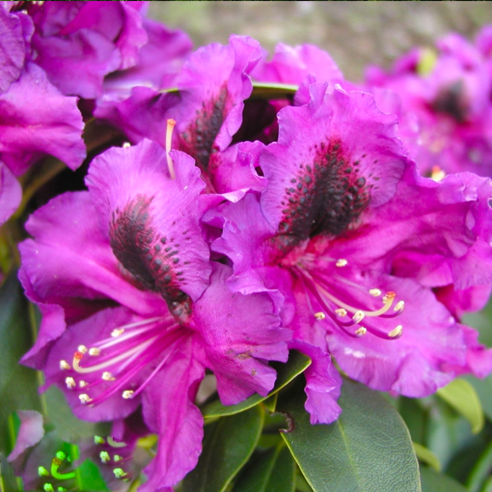 Рододендрон Purple Splendour 1,5 л • купити Рододендрон Purple ...