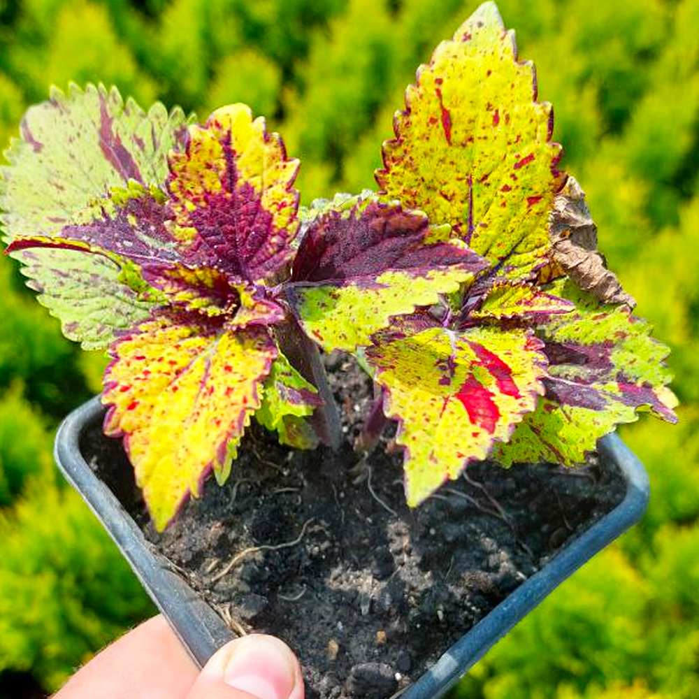 Колеус Mighty Mosaic 0,5 л • купити Колеус Mighty Mosaic 0,5 л за ціною ...