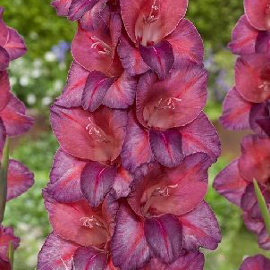 Гладіолус Valador (Валадор) • купити Гладіолус Valador (Валадор) за ...